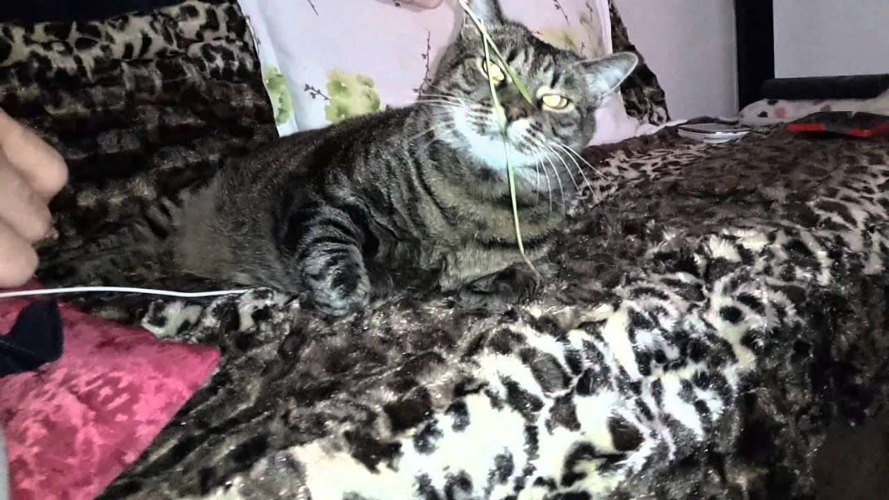 Vegan cat eating weed - YouTube