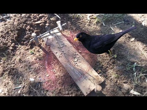 Bird Trap (Kuş Tuzağı) #4