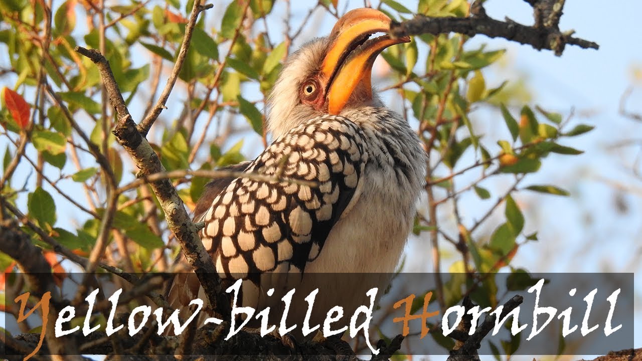 Southern Yellow-billed Hornbill (Tockus leucomelas) Bird Call | Stories ...
