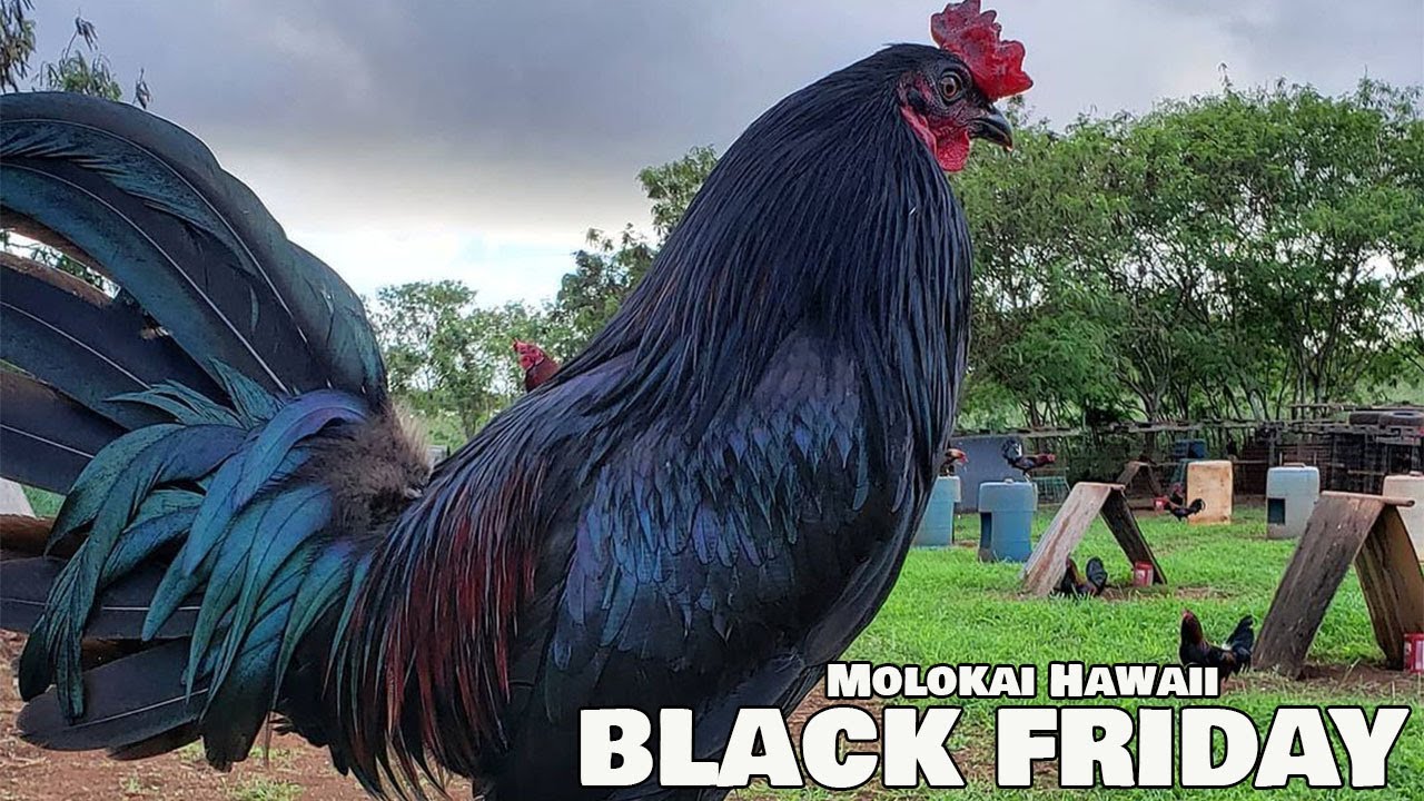 Nice View Robello Farm Hawaii - Farm Visit - YouTube