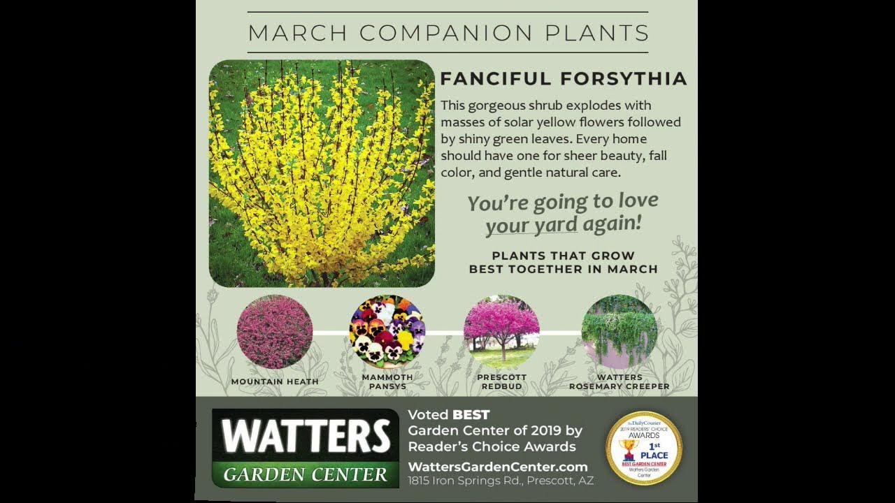 March Companion Plants - Fanciful Forsythia - YouTube
