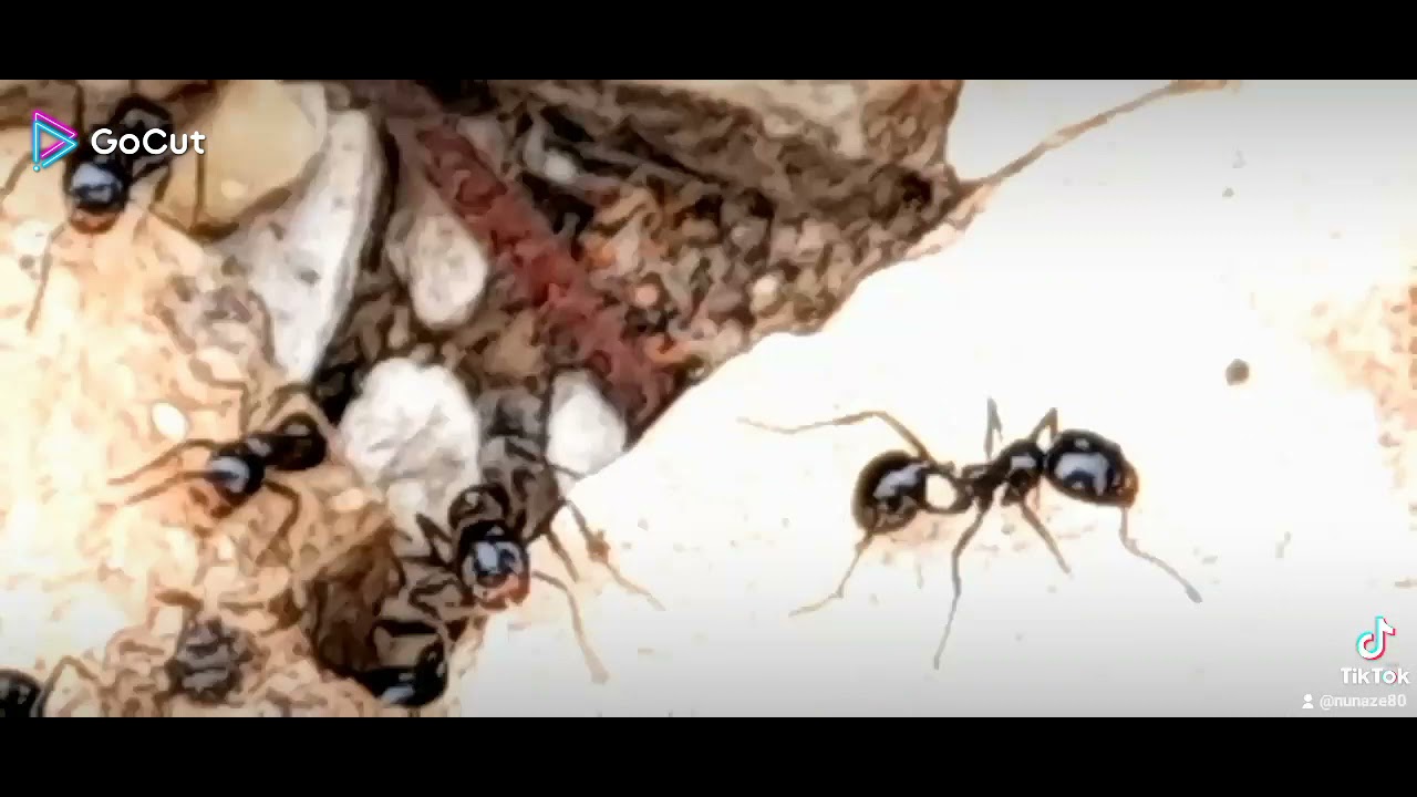 Slow motion ants - YouTube