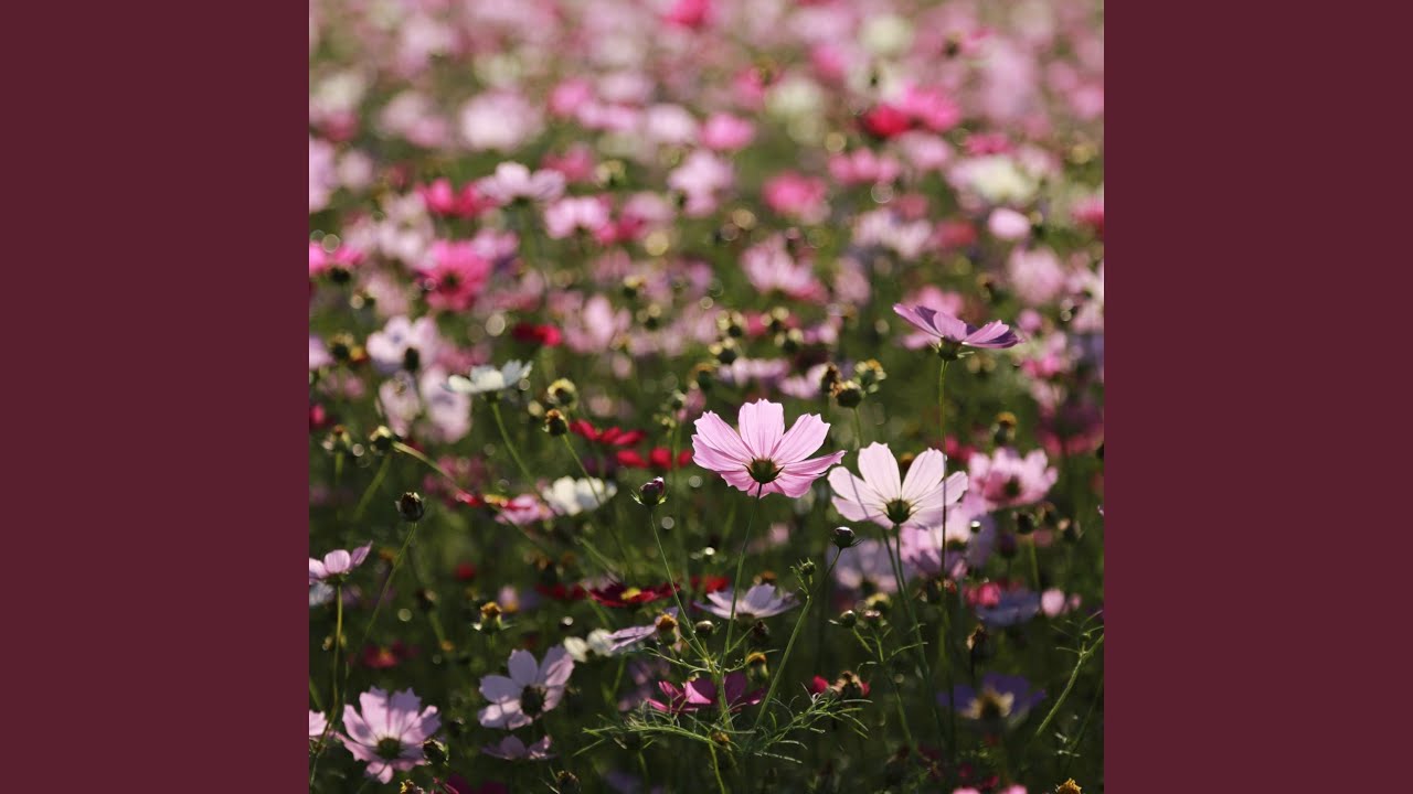 Finally at Peace - YouTube Music