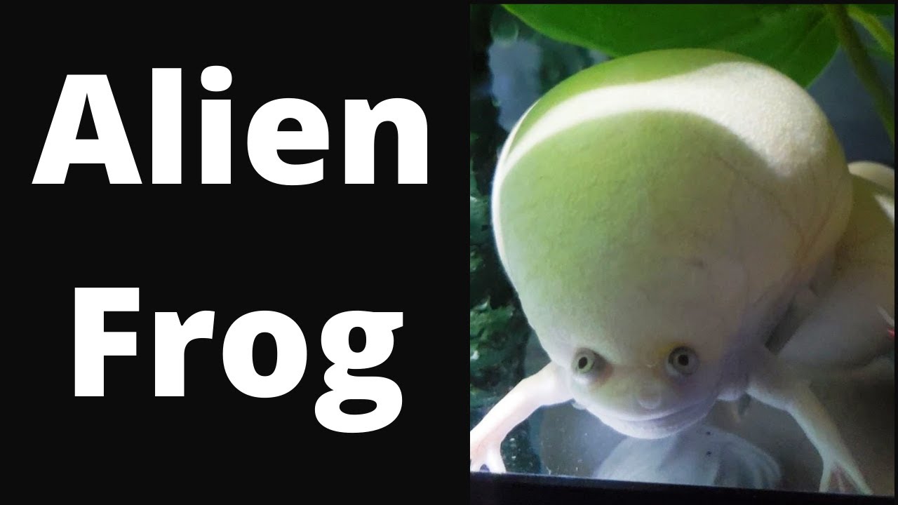 Real Alien Frog ? Are Aliens Landing On TIKTOK? THIS BIZARRE-LOOKING ...