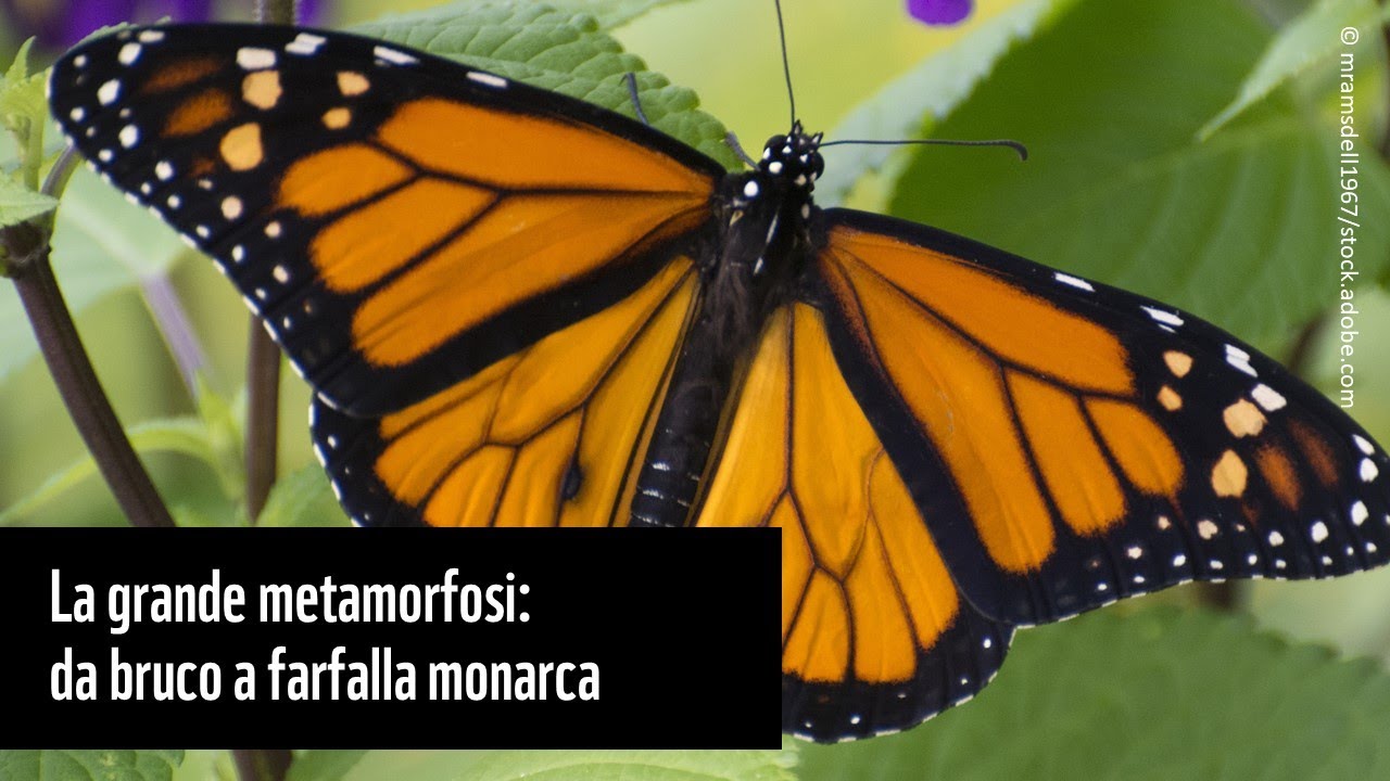 La grande metamorfosi: da bruco a farfalla monarca - YouTube