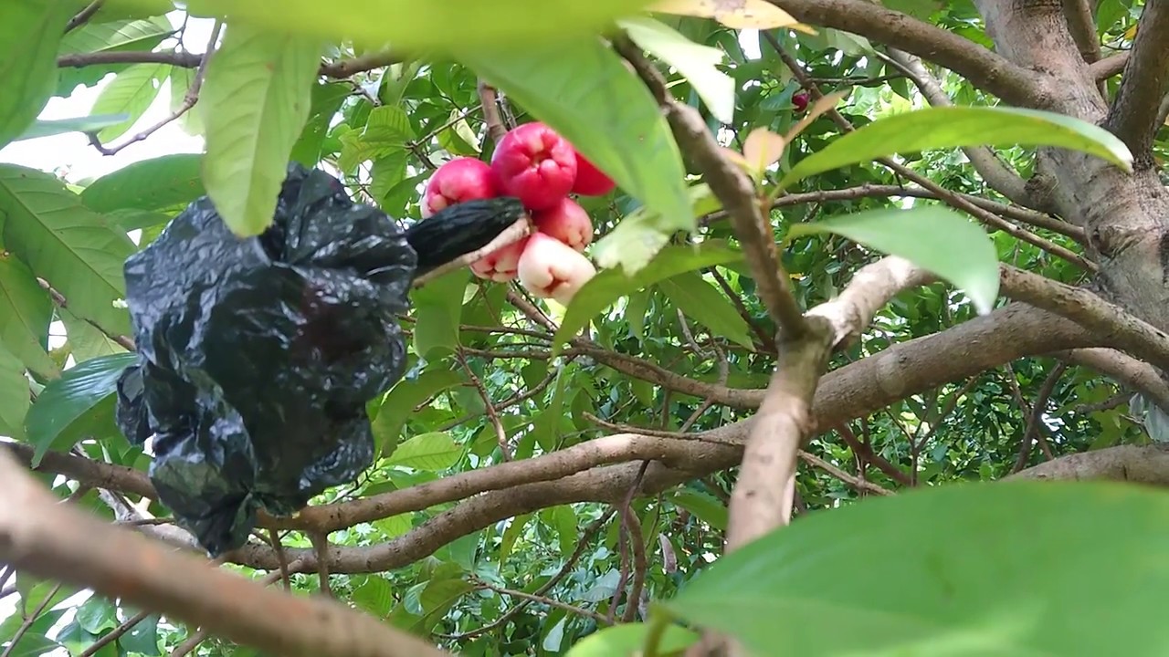 Jambu darsono - YouTube