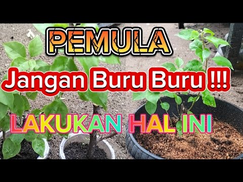 Pengalaman Pertama belajar Stek Batang Bunga Kertas#bougenville#2023 ...