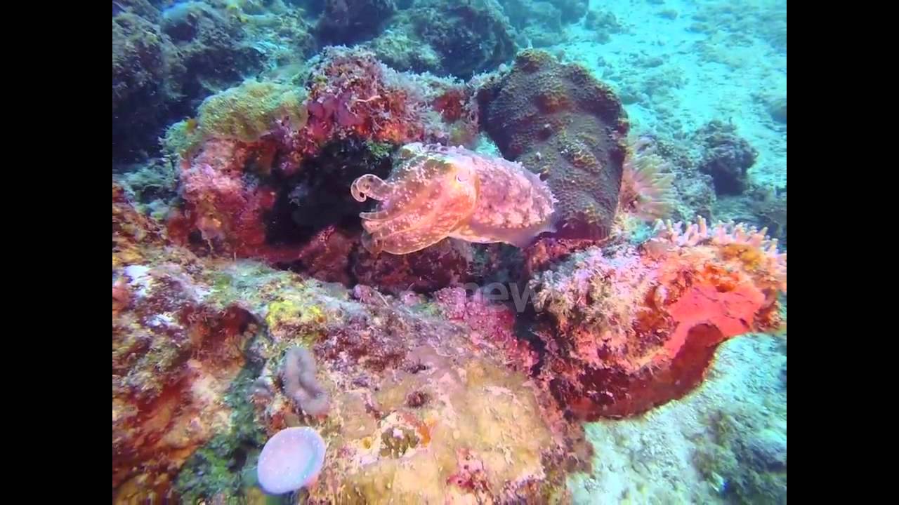 Cuttle fish flashing colours - YouTube