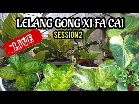 LELANG GONG XI FA CAI‼️ SESSION 2 - YouTube
