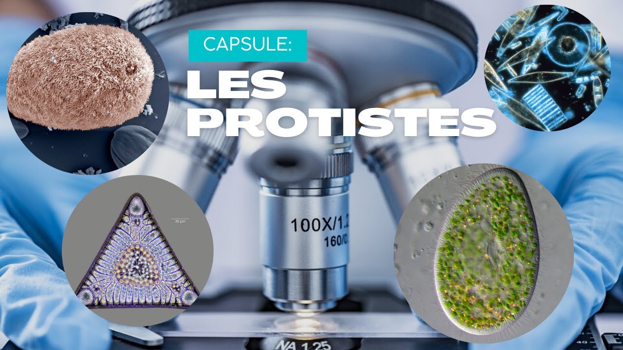 Les protistes - un monde microscopique - YouTube