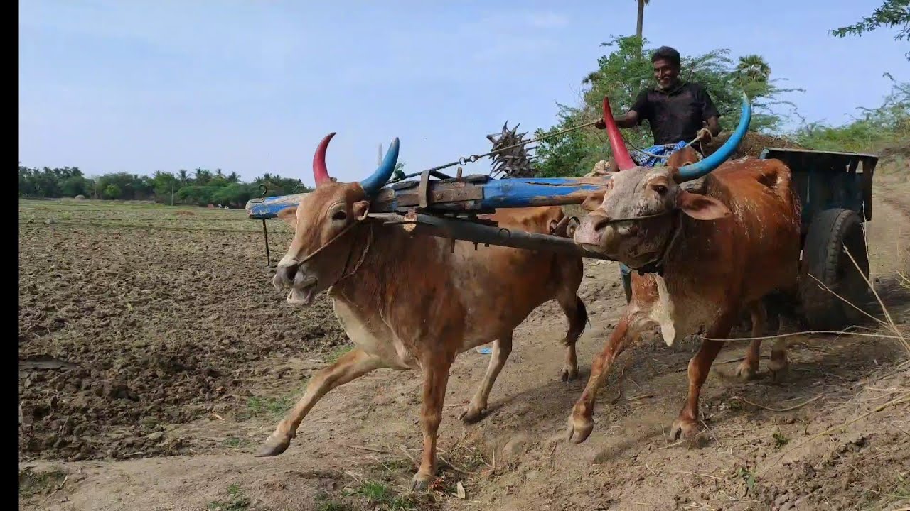Bullock cart heavy load performance | loading Bullock frame work ...