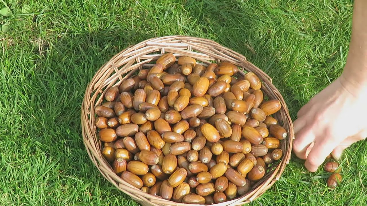 Acorn: Processing and Preparing the Forgotten Food Search and Process ...