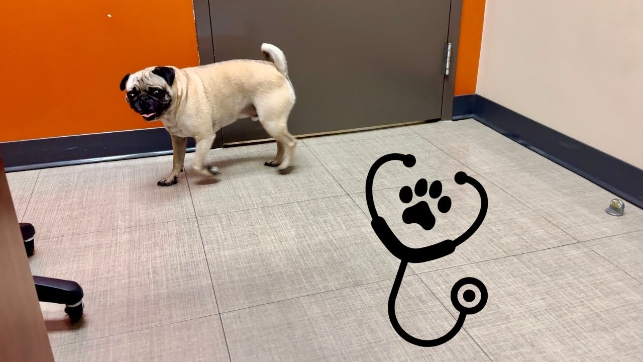 Pug Loves the Vet! - YouTube