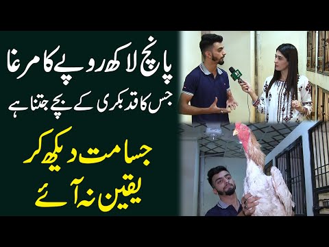 5 lakh ropay ka murgha jis ka qadd bakri k bachay jitna hai, Jisamat dekh kar yaqeen na aye...
