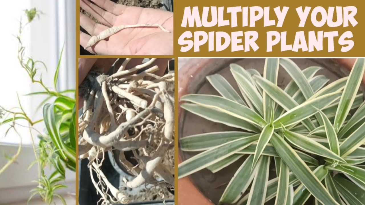 How to grow and care of chlorophytum plant | Spider Plant ki daikh bhal ...