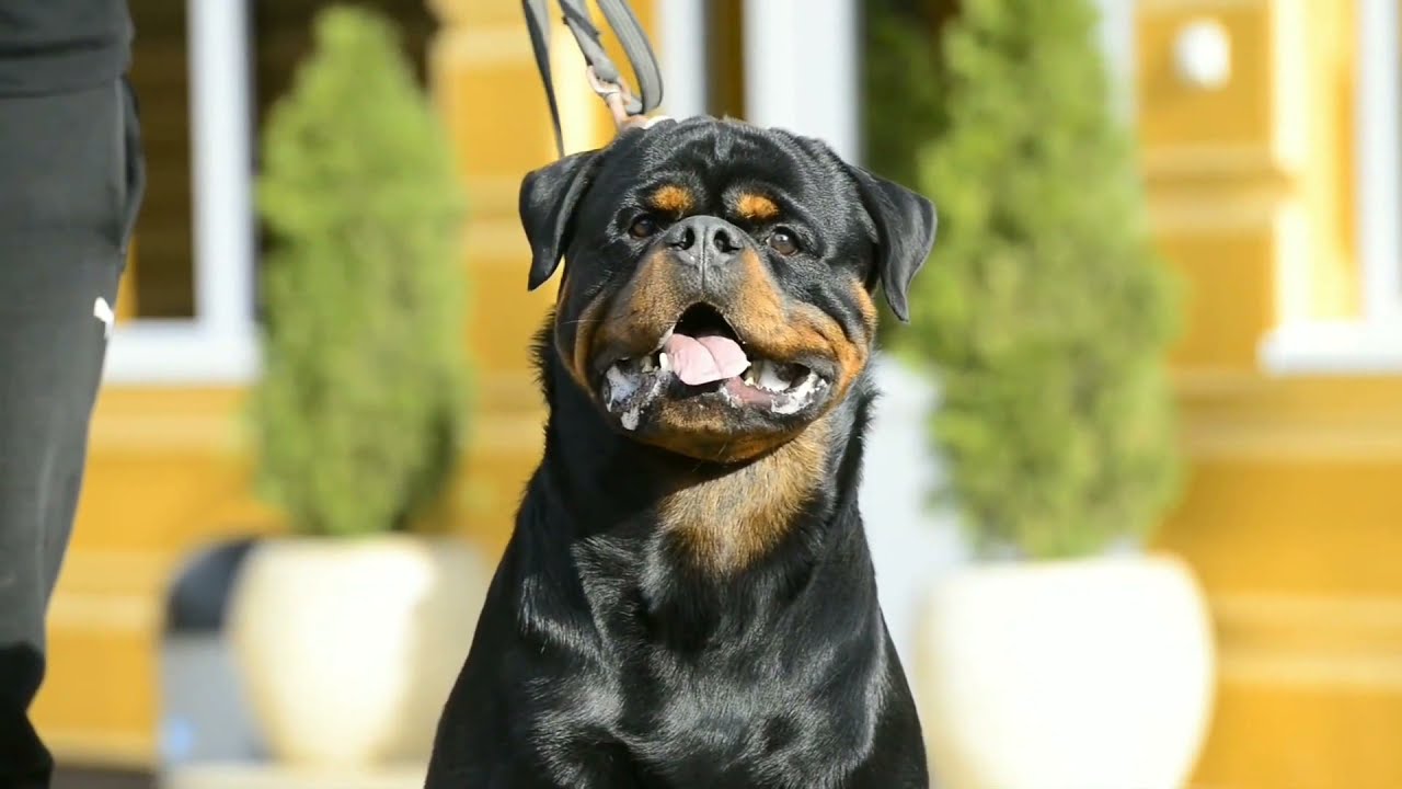 SRECKO TIMIT TOR || DOCTOR TIMIT TOR SON || Veselic Darko || - YouTube