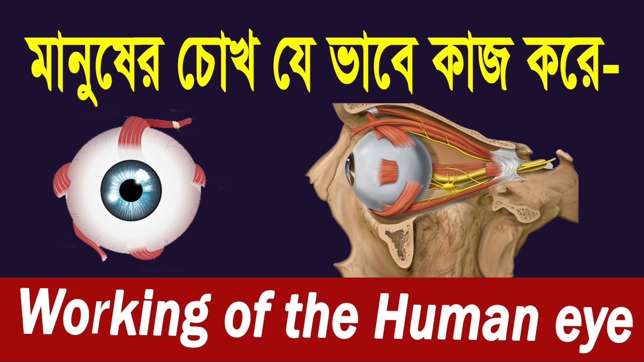 Working Of Human Eyes | মানুষের চোখ যেভাবে কাজ করে। Structure And ...