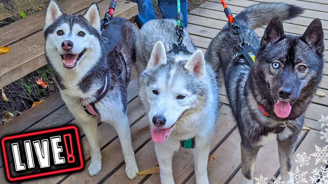 LIVE Hangout With The Huskies of Snow Dogs Vlogs 🔴 LIVE Q&A - YouTube