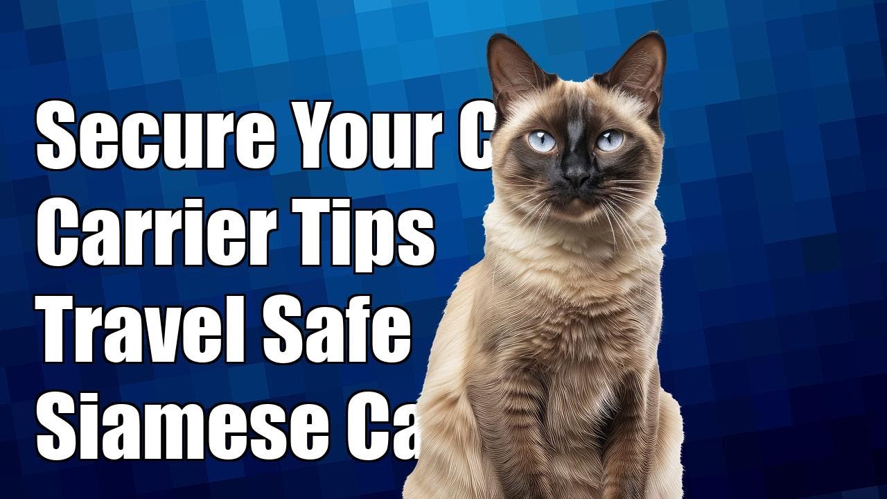 What are the best ways to secure a Siamese cat carrier in a vehicle ...