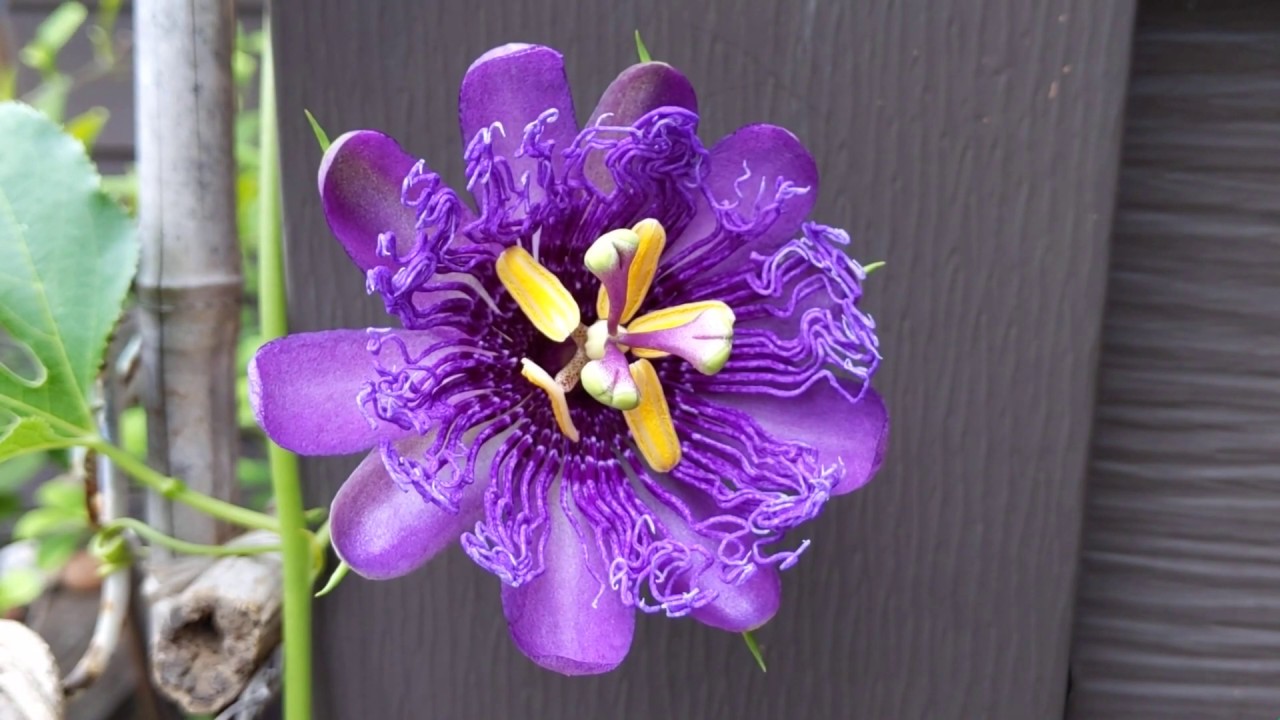 Time lapse of passion flower opening - YouTube