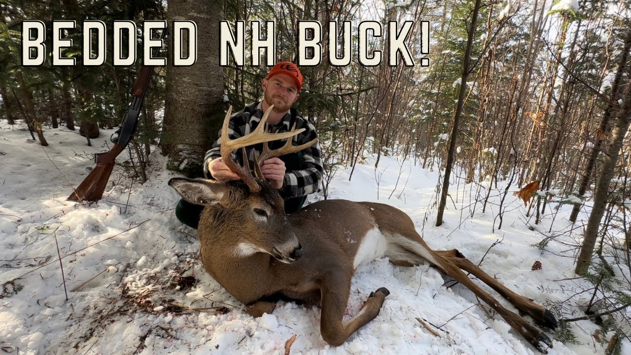 Tracking- NH buck bedded at 20 yards! - YouTube