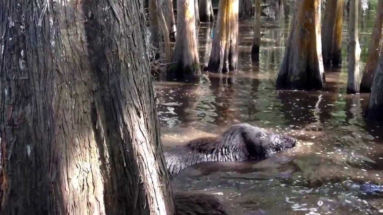 Swamp Tour By Cajun Encounters Youtube