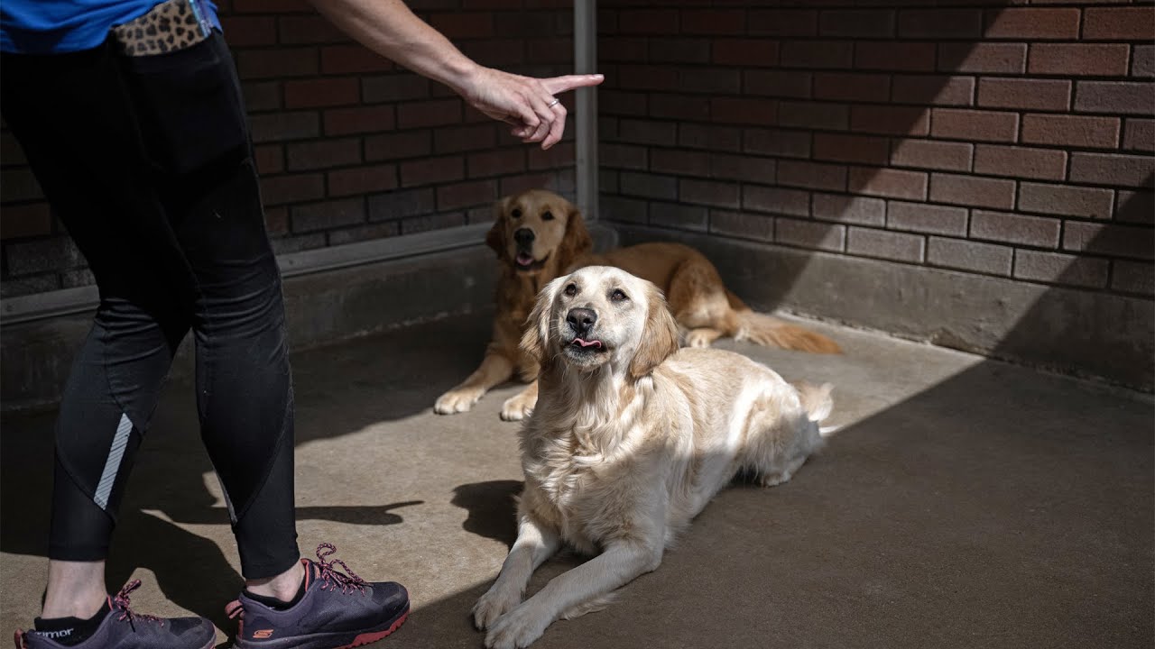 Long waits as UK hit by guide dog shortage - YouTube