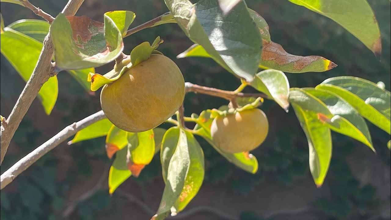 Fall & Winter Plants & Trees Preparation in Las Vegas - YouTube