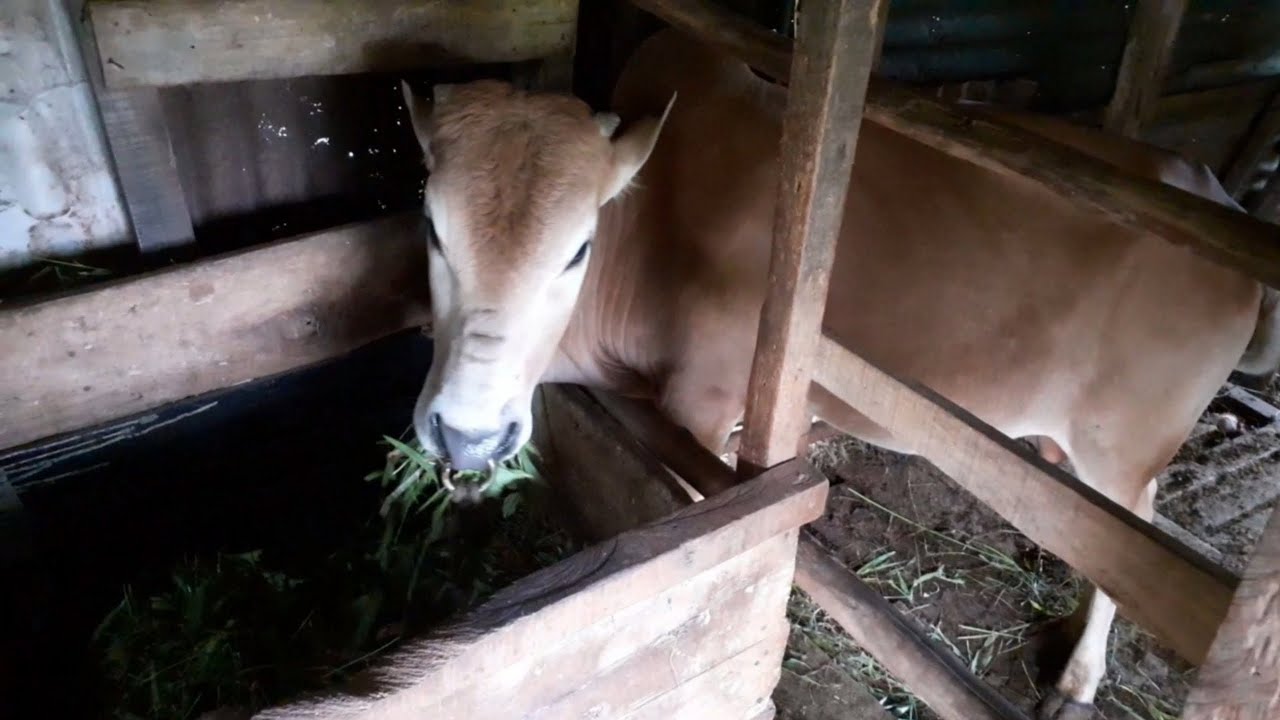 Sapi Kampung Dalam Kandang Sedang Makan Rumput - Suara Sapi - YouTube