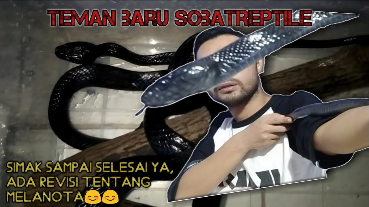Dianggap Sangat Berbisa,,BLACK BOIGA ULAR HITAM MIRIP COBRA BERBISA ...