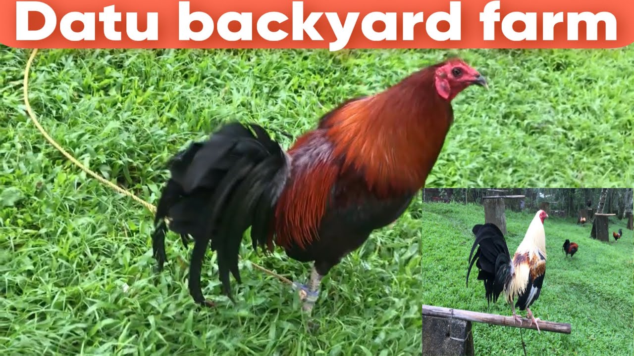 Datu farm #newbalamban #location - YouTube