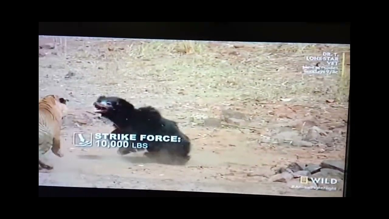 Tiger's Paw swipe Power is 10000 LBS - YouTube