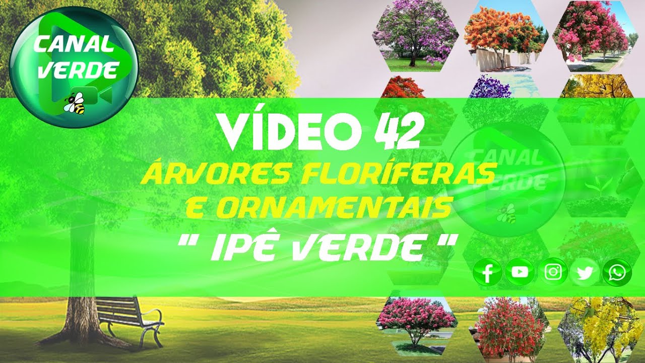 VÍDEO 42 - IPÊ VERDE - SÉRIE ÁRVORES FLORÍFERAS E ORNAMENTAIS - YouTube