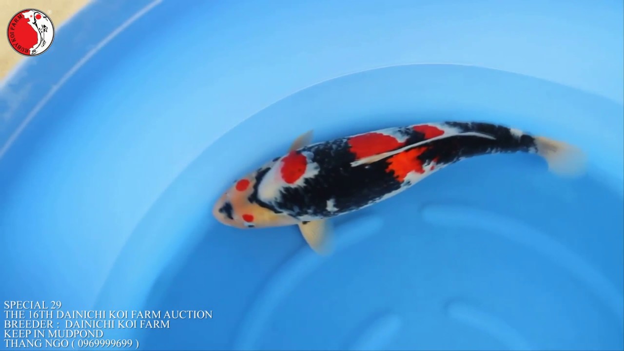 My collection.Super high quality Koi. - YouTube