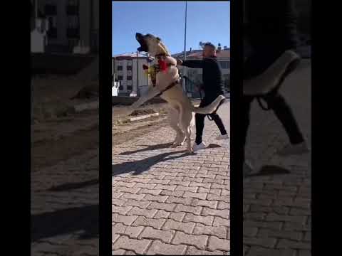 Turkish kangal #kangal