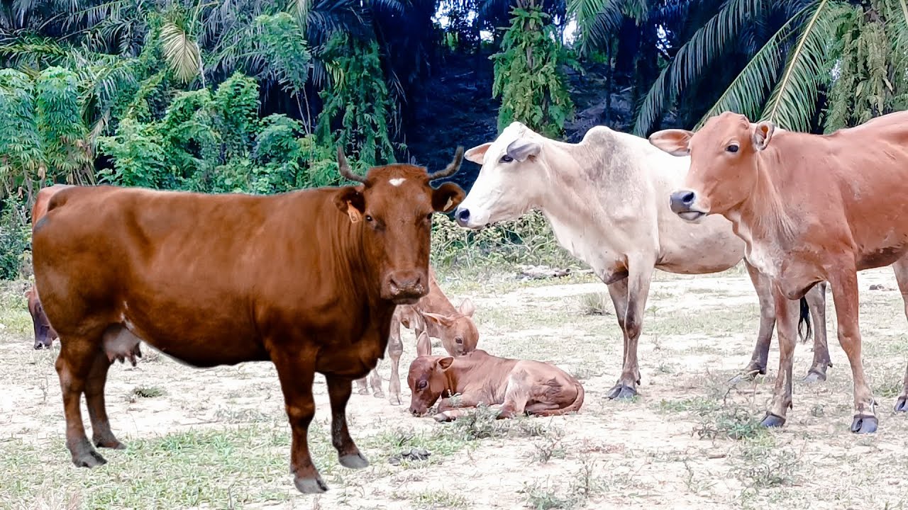 The Art of Pasture Rotation: Optimizing Cow Grazing for Healthier ...