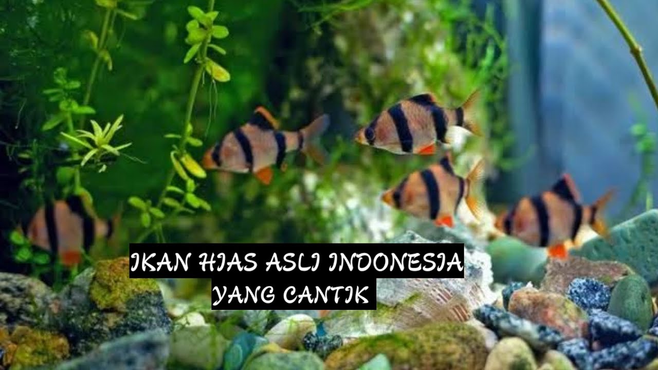 PENJELASAN LENGKAP TENTANG IKAN TIGER BARB/IKAN SUMATRA - YouTube