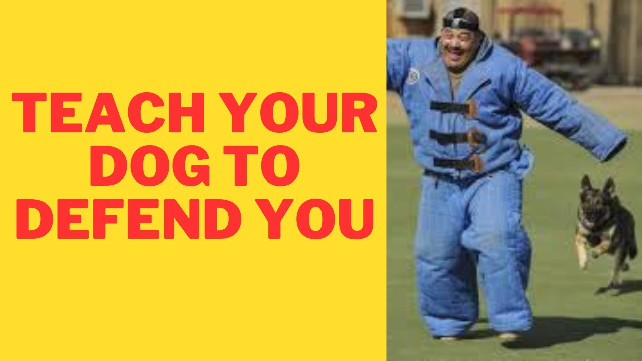 How to Teach Your Dog to Defend You in Case of Aggression, Assault, or ...