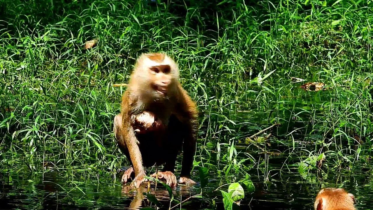 really unbelievable! Libby is so scared runs away to see monkey Ashley ...