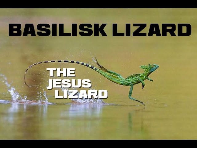 Jesus Christ Lizard Interesting Facts