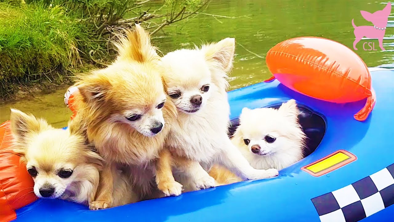 Cute Chihuahua Dogs Swimming (and Having Fun at the Beach) - YouTube