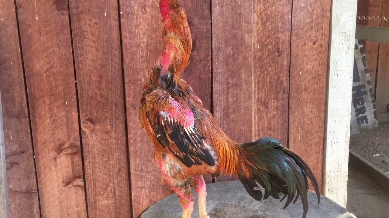 Ganoi thiai GA plucker - YouTube