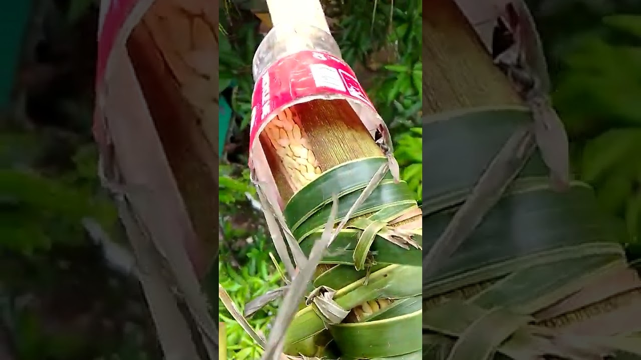 pagkuha Ng tuba sa TaaS Ng Puno ng niyog part 3 actual video - YouTube