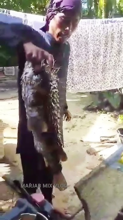 Porcupine Fish ito Ang pinaka Malaki na Nahuli..#fish #shortvideos #Fishing - YouTube