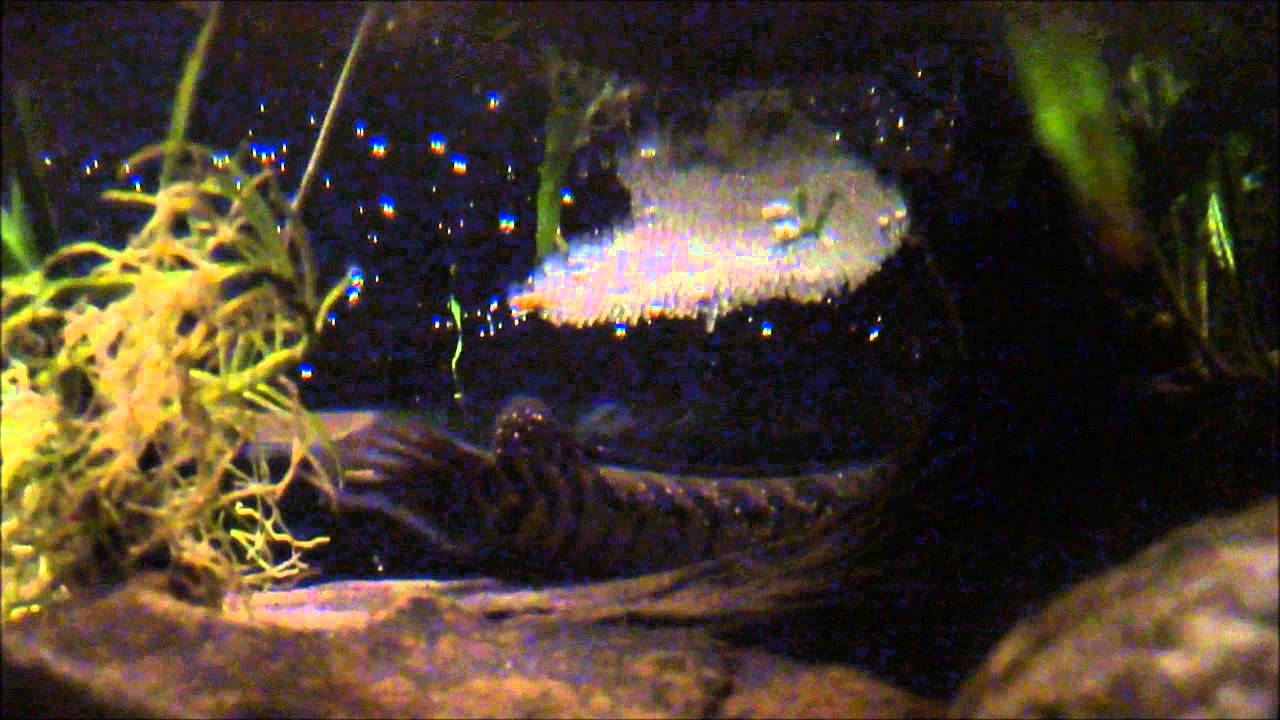 Channa asiatica "Red Spotted" - YouTube