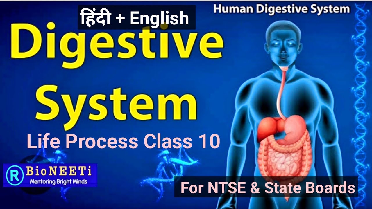 Life Process NTSE Class 10 Human Digestive System - YouTube