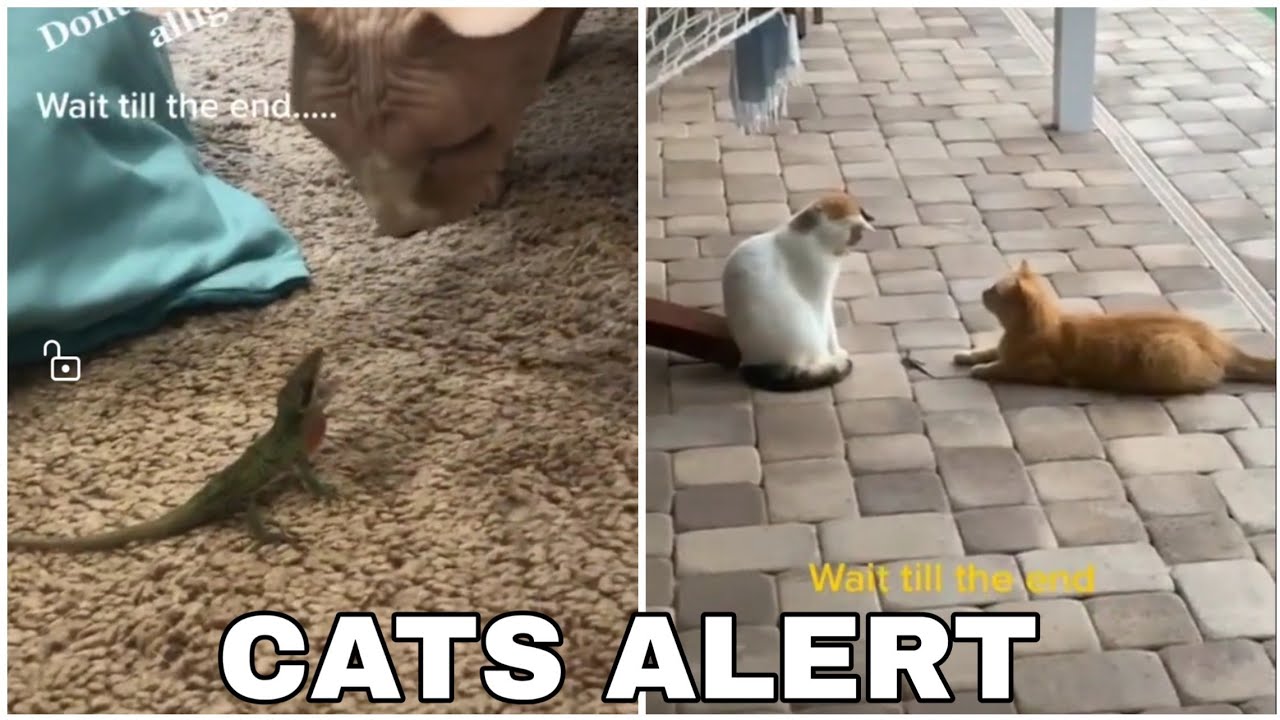 CATS ALERT // TIK TOK COMPILATION - YouTube