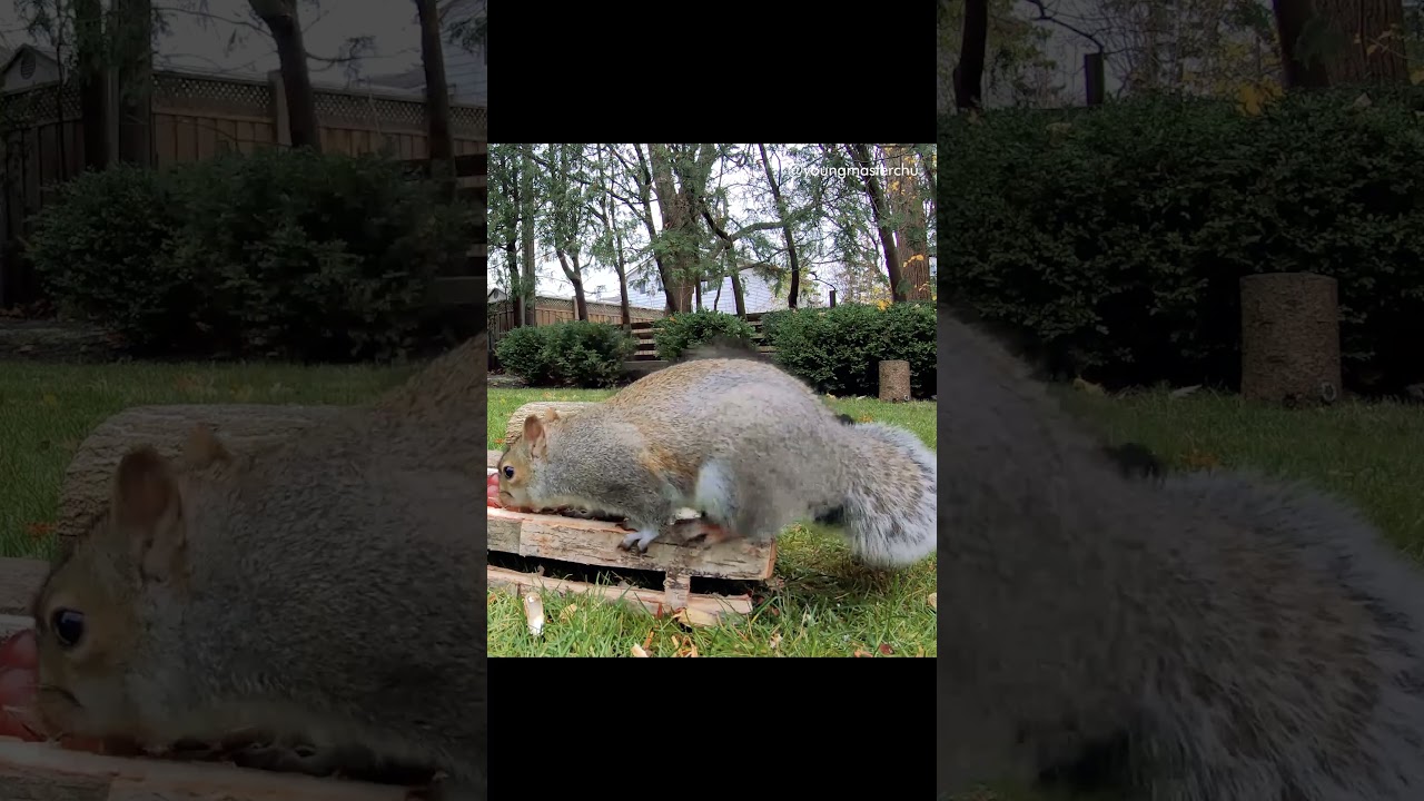 squirrels sharing food... almost 😅 #shorts - YouTube