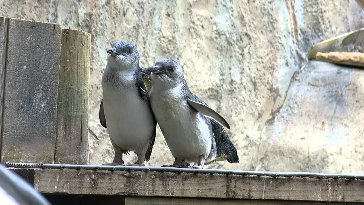 2015-09-05 Napier National Aquarium of New Zealand penguins 4 - YouTube