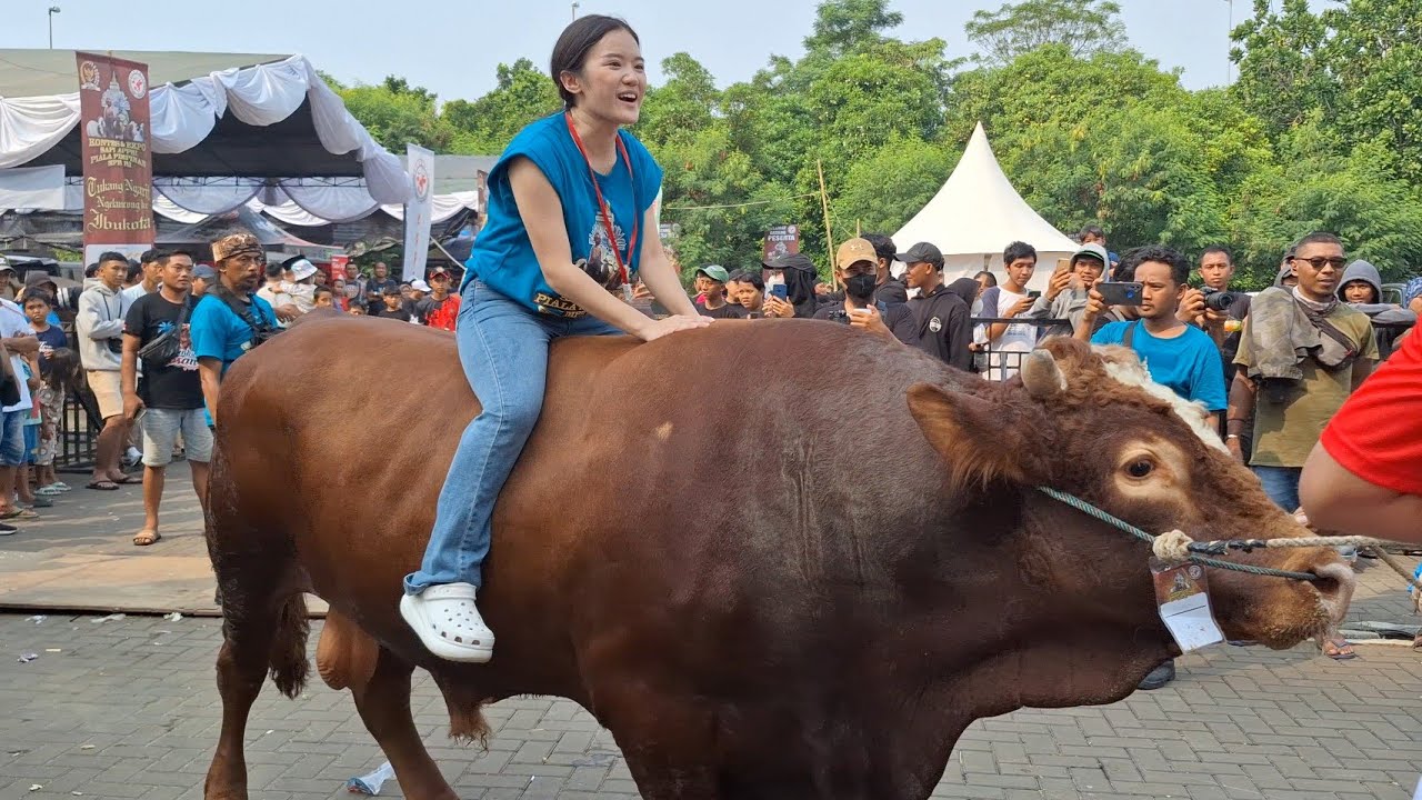 DI LELANG SAPI KONTES 150 JUTA BONUS PENUNGGANG ‼️ - YouTube